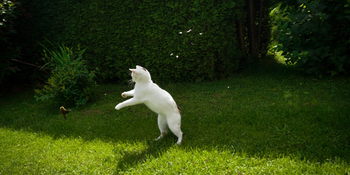 Should You Let Your Cat Go Out? Considerations for a Safe and Happy Ca ...