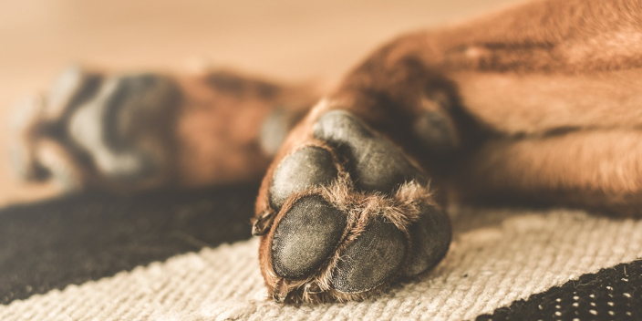 Unveiling the Enigma: Surprising Secrets of Dog Paws – Ownpets