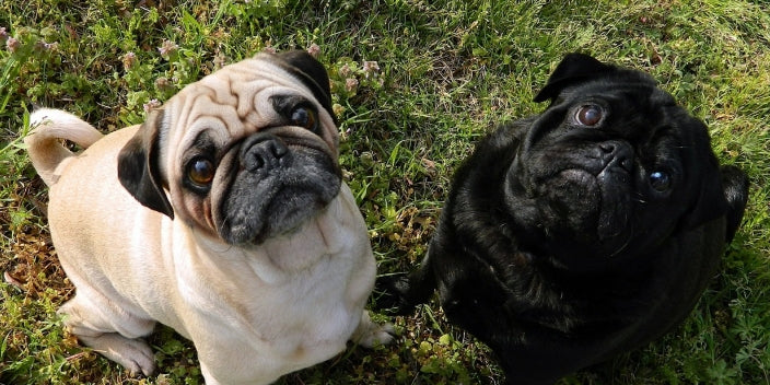 Finding the Perfect Match: A Guide to Dog Breed Specific Information ...