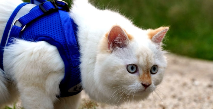 Exploring the Great Outdoors: Understanding Pets' Love for Outdoor Adv ...