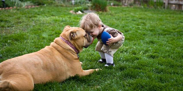 Choosing A Pet for Your Family – Ownpets