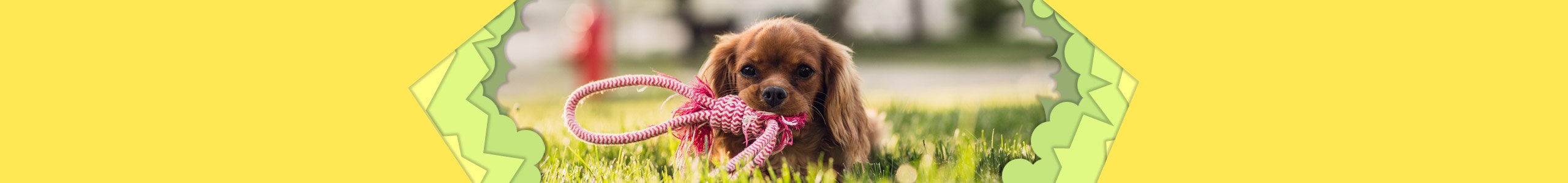 Looking for Pet Carrier in USA | Ownpets